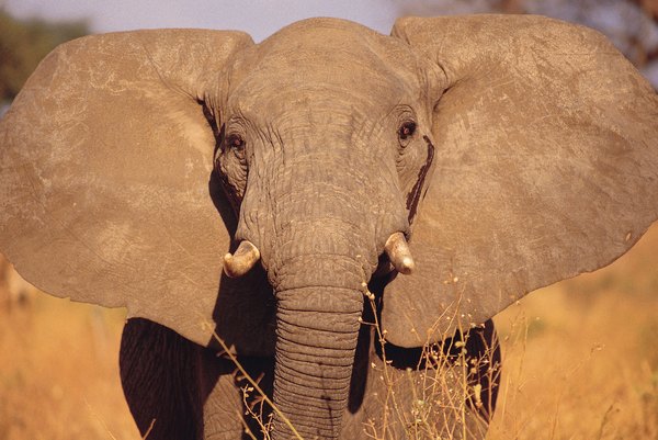 How An Elephant s Ears Help Control Its Temperature Animals Mom me