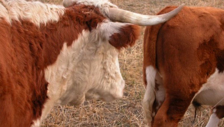 How To Mix Feed Hay Rations For Beef Cattle Animals Mom me