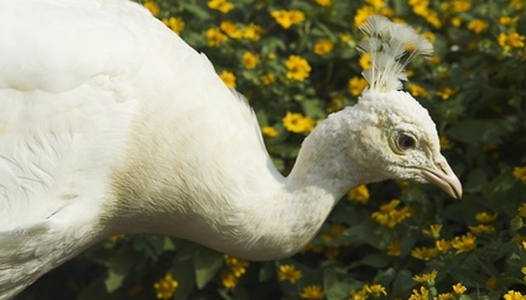 Types Of Peacocks Sciencing