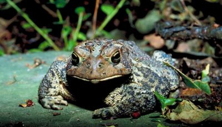 Similarities & Differences Between Frogs & Toads | Sciencing Similarities & Differences Between Frogs & Toads | Sciencing