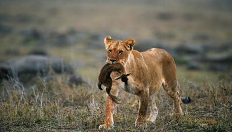 Life Cycle Of The Lion Sciencing