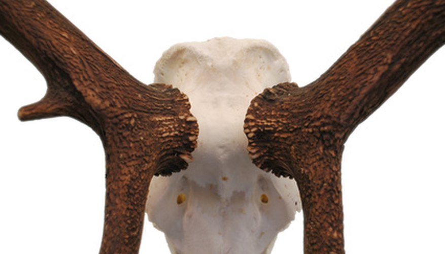 How To Clean A Deer Skull Cap Our Pastimes