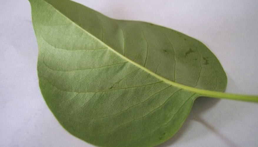 Leaf Type Identification Garden Guides