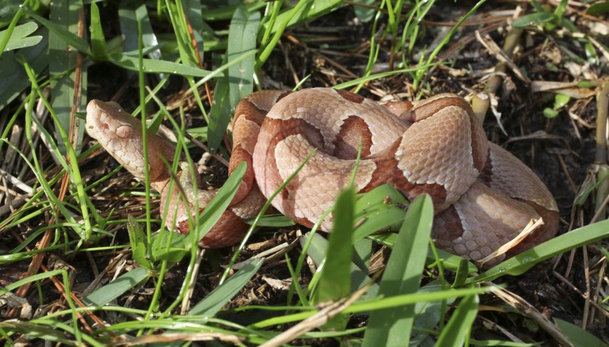 How to Identify a Copperhead Vs. a Milk Snake | Sciencing How to Identify a Copperhead Vs. a Milk Snake | Sciencing