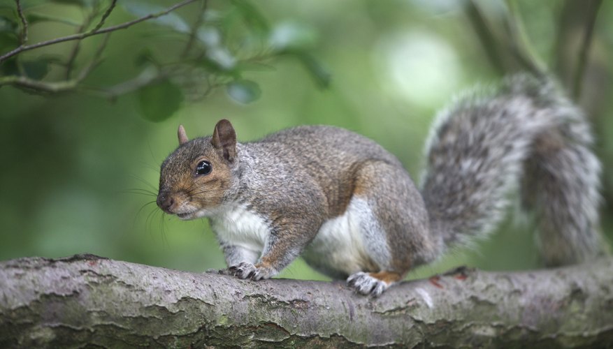 All of the Types of Squirrels | Sciencing All of the Types of Squirrels | Sciencing
