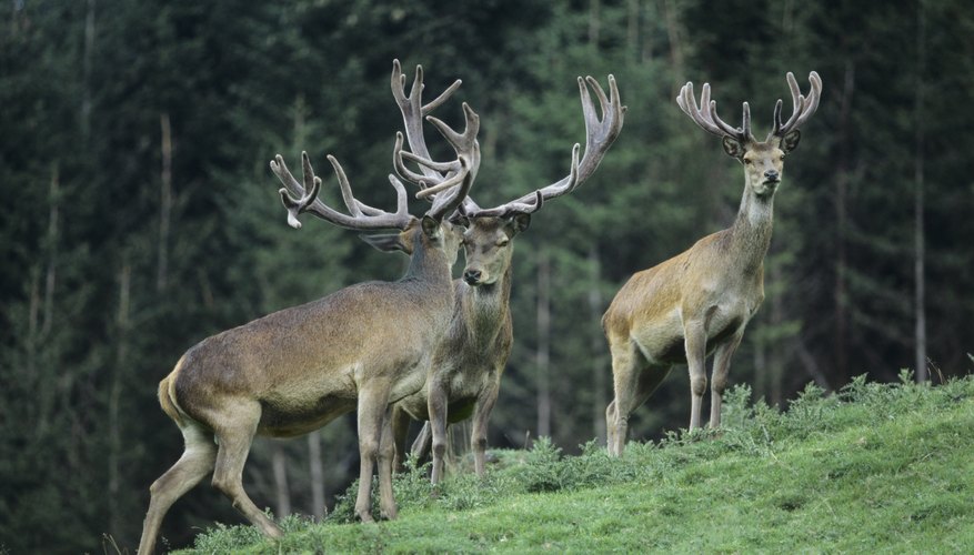 Why Do Deer Lose Their Antlers Sciencing
