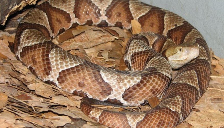 How to Identify the Copperhead | Sciencing How to Identify the Copperhead | Sciencing