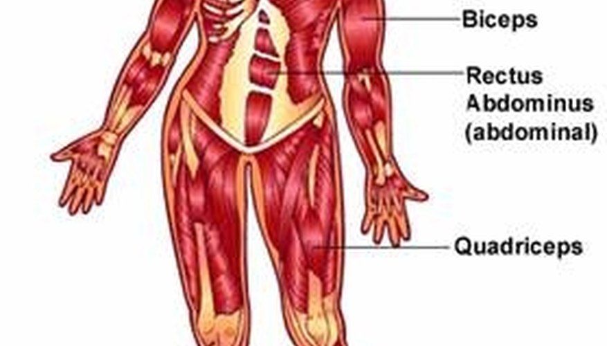 What Makes A Skeleton Move Sciencing