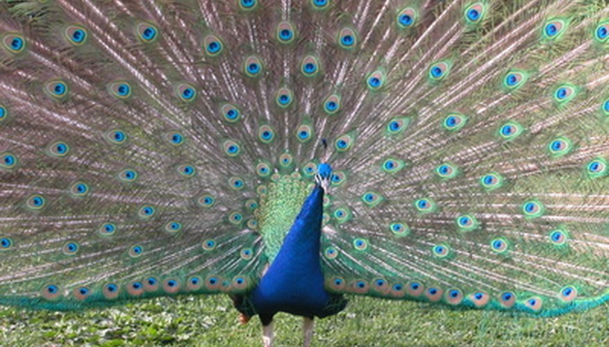 Types Of Peacocks Sciencing