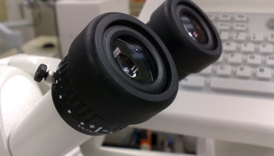How To Calculate Magnification On A Light Microscope Sciencing