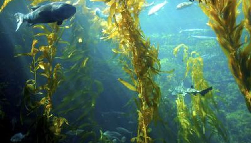 Characteristics Of Green Algae And Plants Garden Guides