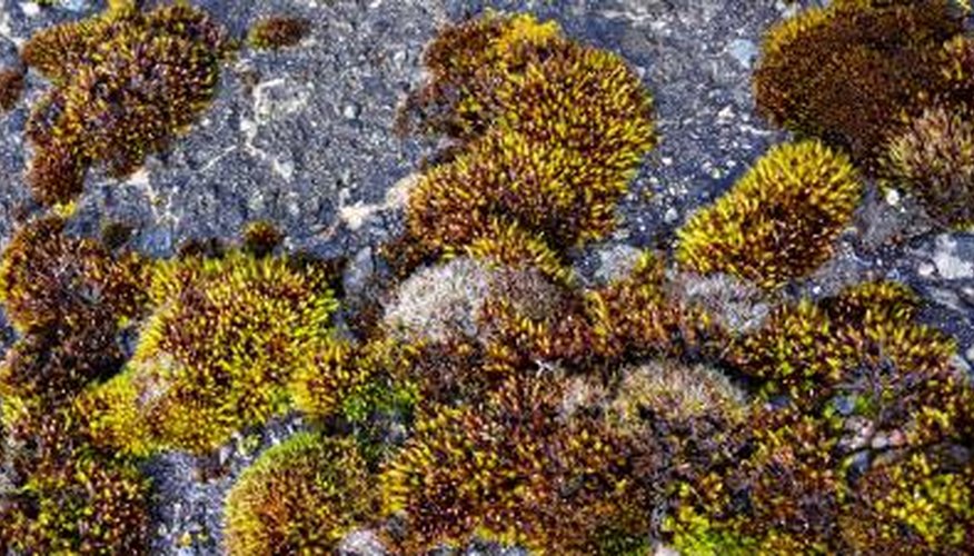 Plant Adaptations In The Tundra Sciencing