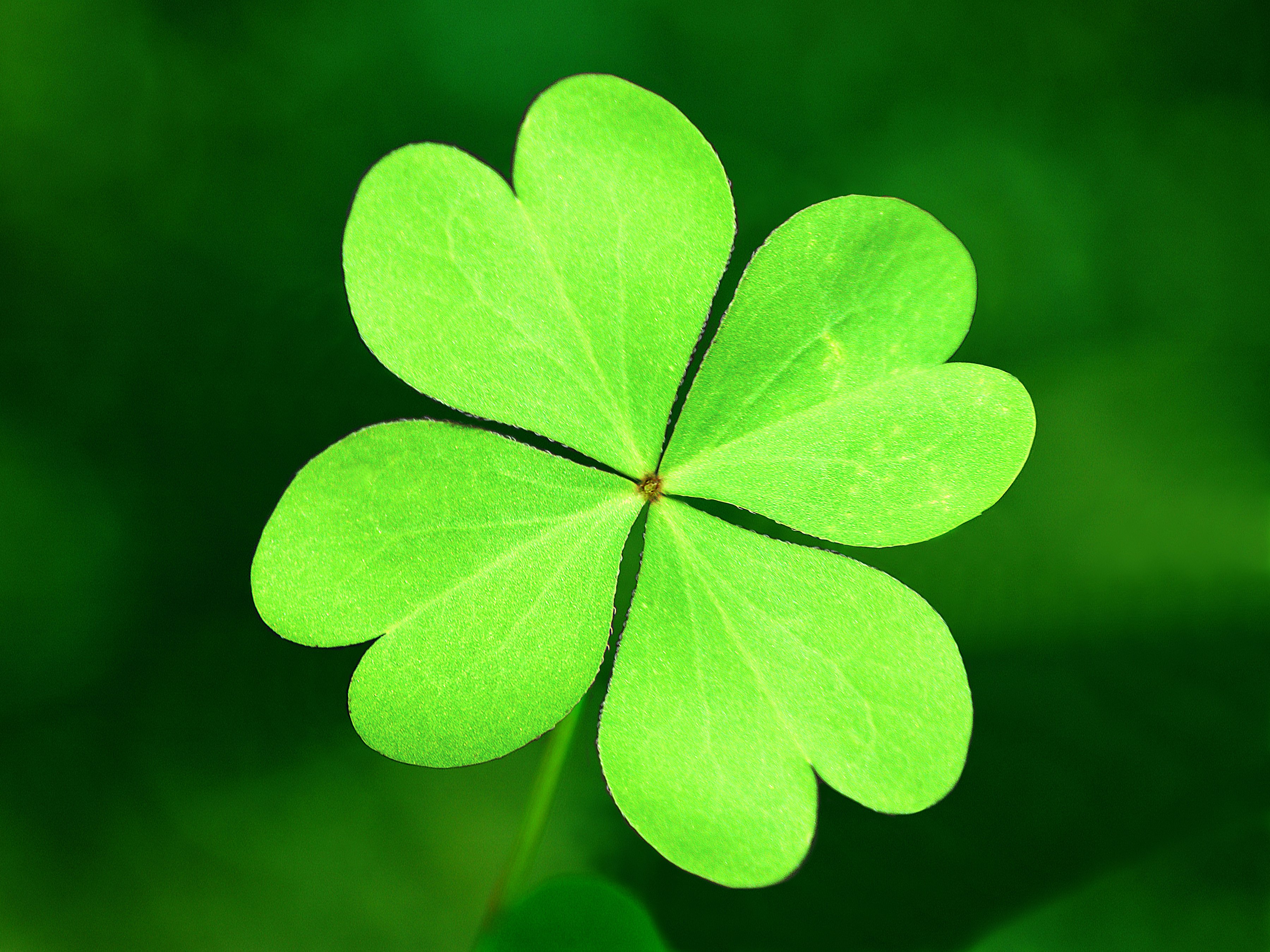 How To Harvest Clover Seed EHow