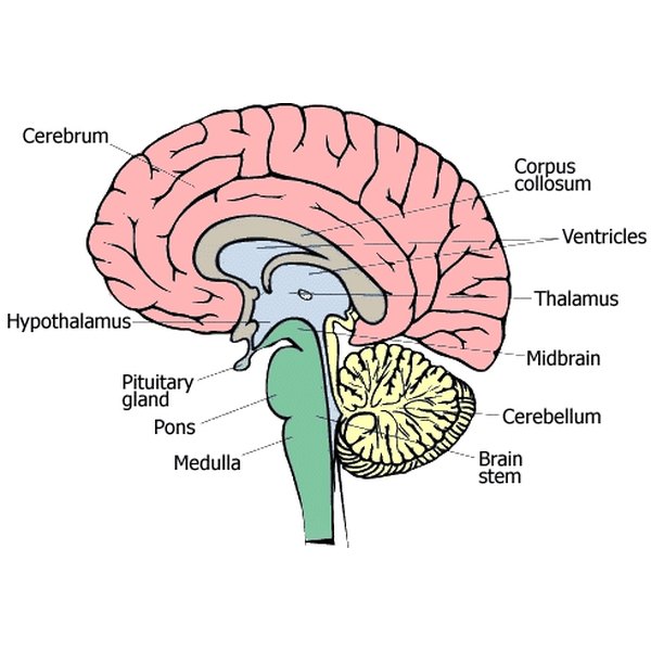 What The Different Parts Of The Brain Do Healthfully
