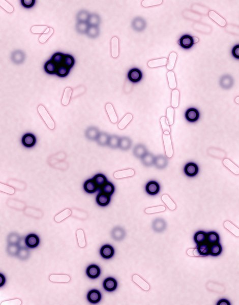 The Location Of Ribosomes In A Cell Education Seattle PI