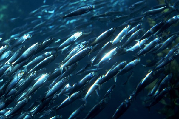 What Type Of Math Is Used In Marine Biology Education Seattle PI