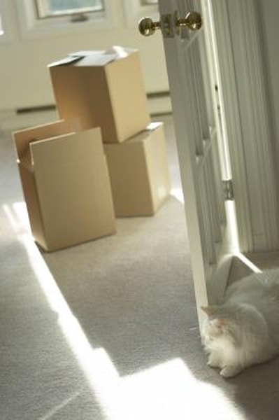 why-do-cats-like-cardboard-pets