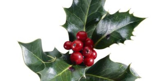 Types Of Holly Leaves