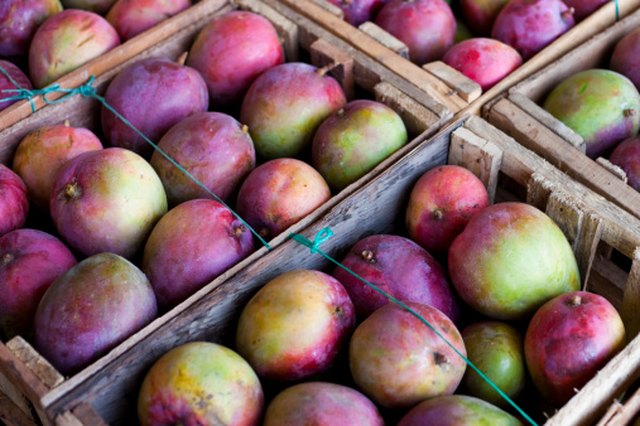 Mango Trees That Grow In Central Florida Ehow 