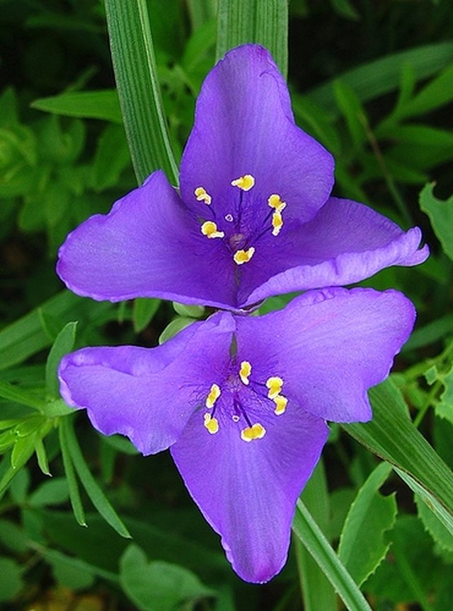 Spiderwort Plant Care Ehow