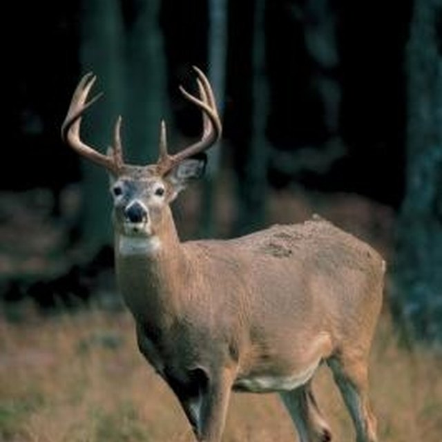 Life Cycle Of A Deer Sciencing