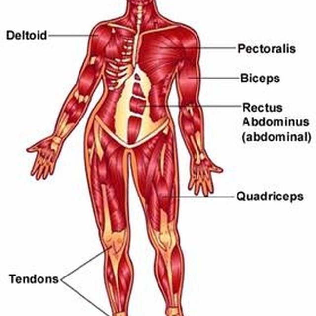 What Are The Five Main Functions Of The Skeletal System Sciencing what-are-the-five-main-functions-of-the-skeletal-system-sciencing