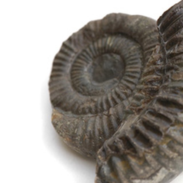 Ideas For A Fossil Science Fair Project Sciencing