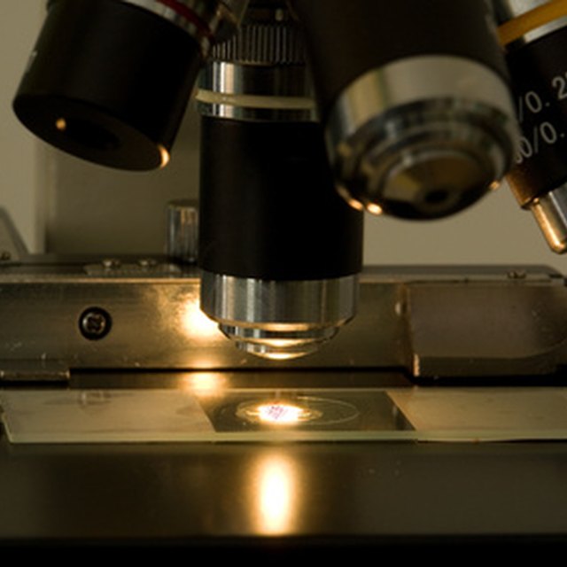 How To Calculate Magnification On A Light Microscope Sciencing