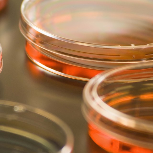 how-to-store-agar-plates-sciencing