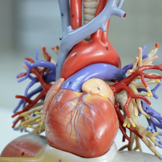 How To Explain Blood Pressure To Kids Sciencing