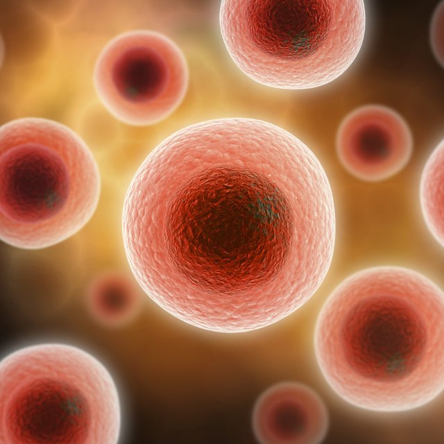 Difference Between Bacterial Plant Cell Wall Sciencing