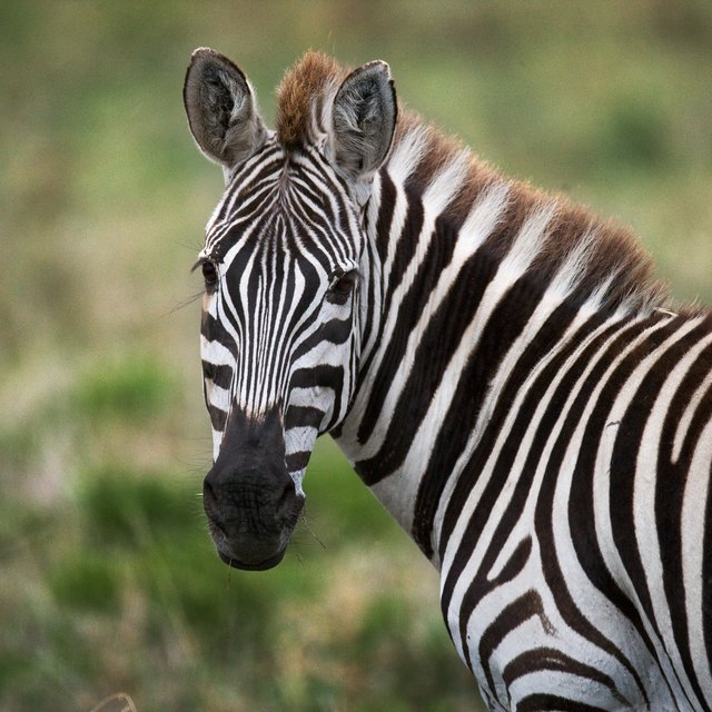 What Does A Zebra Look Like Sciencing