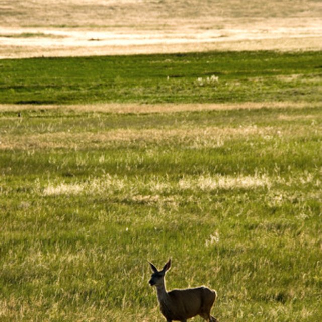 Abiotic Characteristics for Temperate Grasslands | Sciencing Abiotic Characteristics for Temperate Grasslands | Sciencing