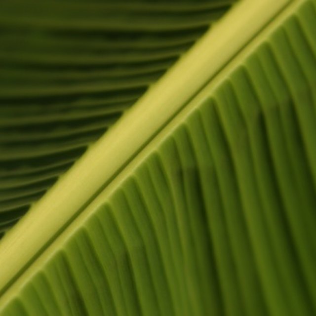 Can You Eat Banana Leaves? | Our Everyday Life Can You Eat Banana Leaves? | Our Everyday Life