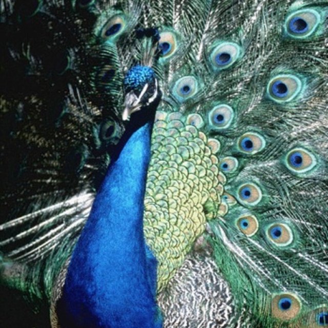 Characteristics Of A Peacock Bird Sciencing