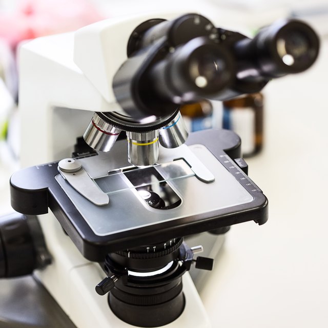 How To Calculate Magnification On A Light Microscope Sciencing