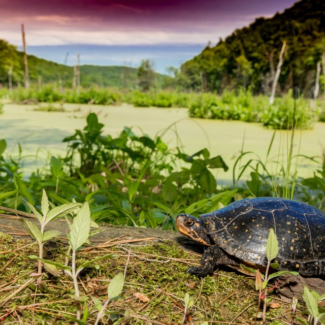 How to Identify Florida Land Turtles | Sciencing How to Identify Florida Land Turtles | Sciencing