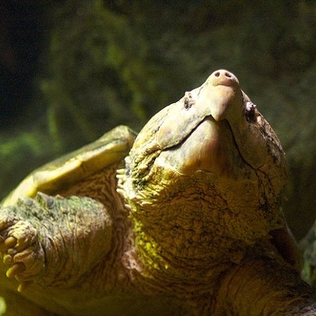How to Identify Florida Land Turtles | Sciencing How to Identify Florida Land Turtles | Sciencing