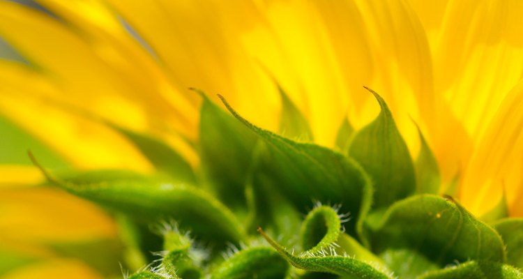 Difference Between Sepals & Petals Difference Between Sepals & Petals