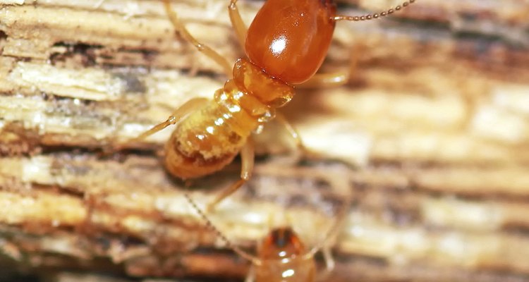 How To Identify Wood Eating Insects