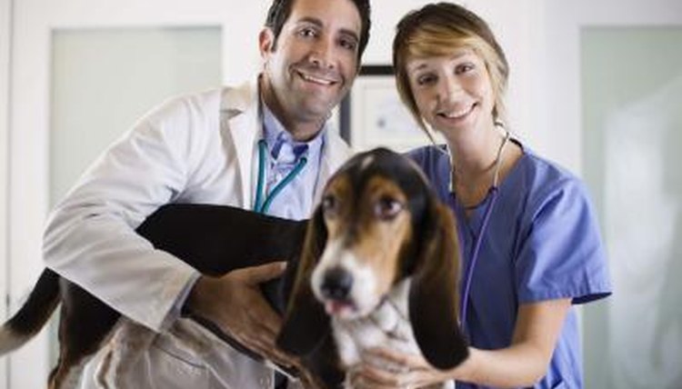 List Of Top 10 Veterinary Schools Synonym