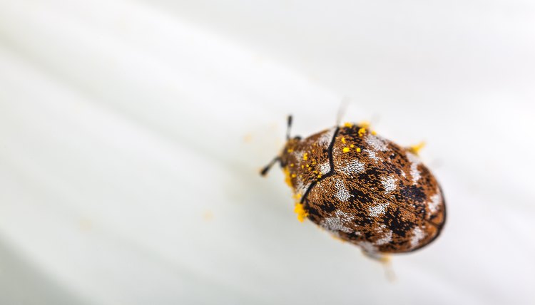 What Are Little Black Bugs With White Stripes? | Animals - mom.me What Are Little Black Bugs With White Stripes? | Animals - mom.me