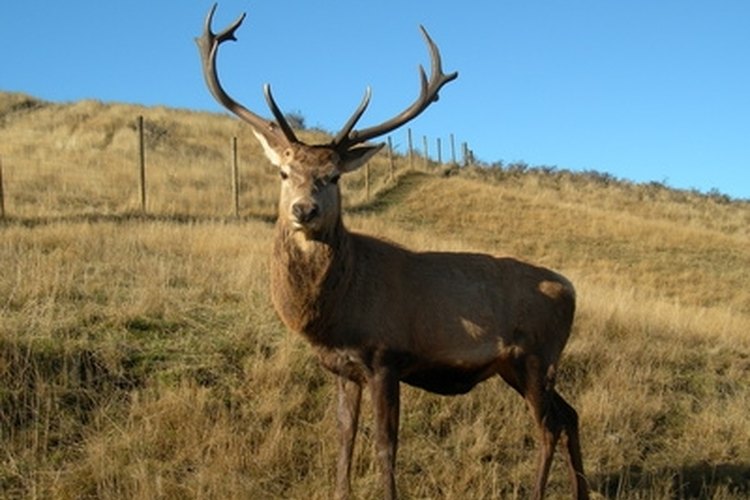 The Uses For Deer Antlers Gone Outdoors Your Adventure Awaits