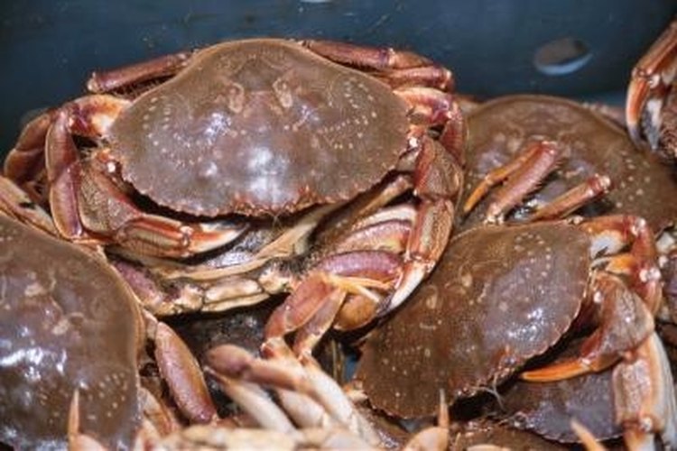 How To Build A Crab Trap With A 5 Gallon Bucket Gone Outdoors Your Adventure Awaits