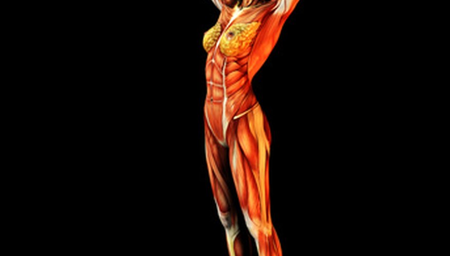 What Are The Functions Of The Major Organs In The Muscular System