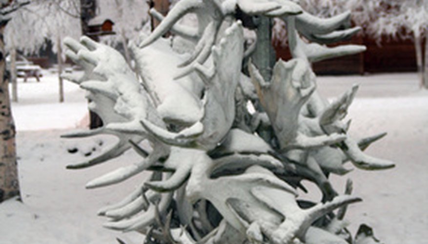 Why Do Moose Lose Their Antlers Sciencing