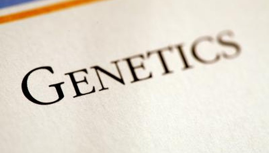 What Is The Role Of The Y Chromosome In Sex Determination In Humans Sciencing