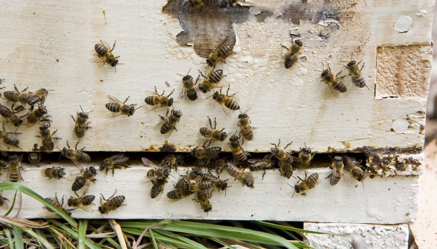 How To Clean Bee Hives Sciencing