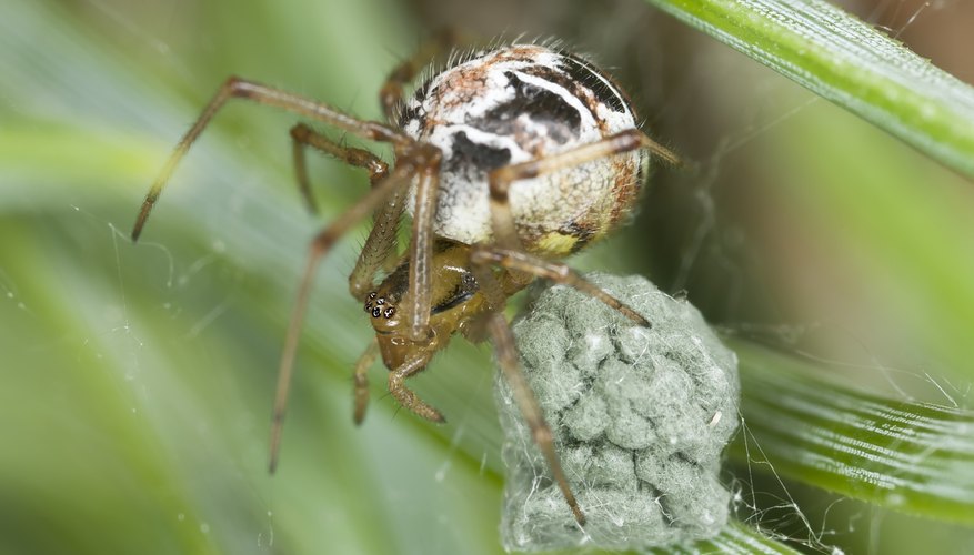 How Do Spiders Mate Sciencing