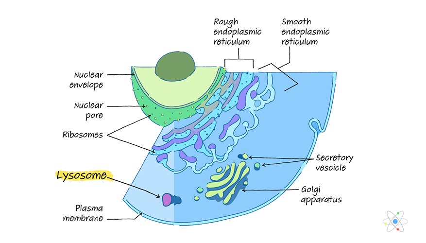 Lysosome Definition Structure And Function Sciencing
